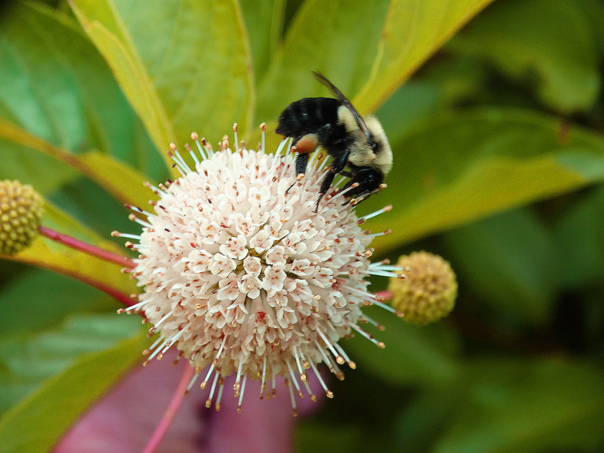 Bumblebee landed on a Buttonbush plant | FWS.gov
